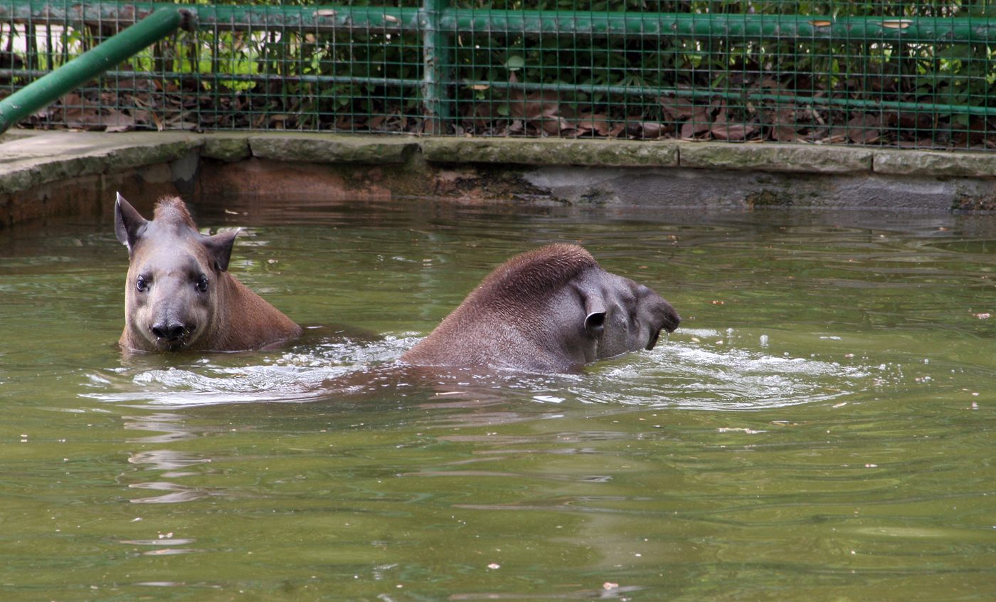 Tapir amazónico | Zoo Barcelona
